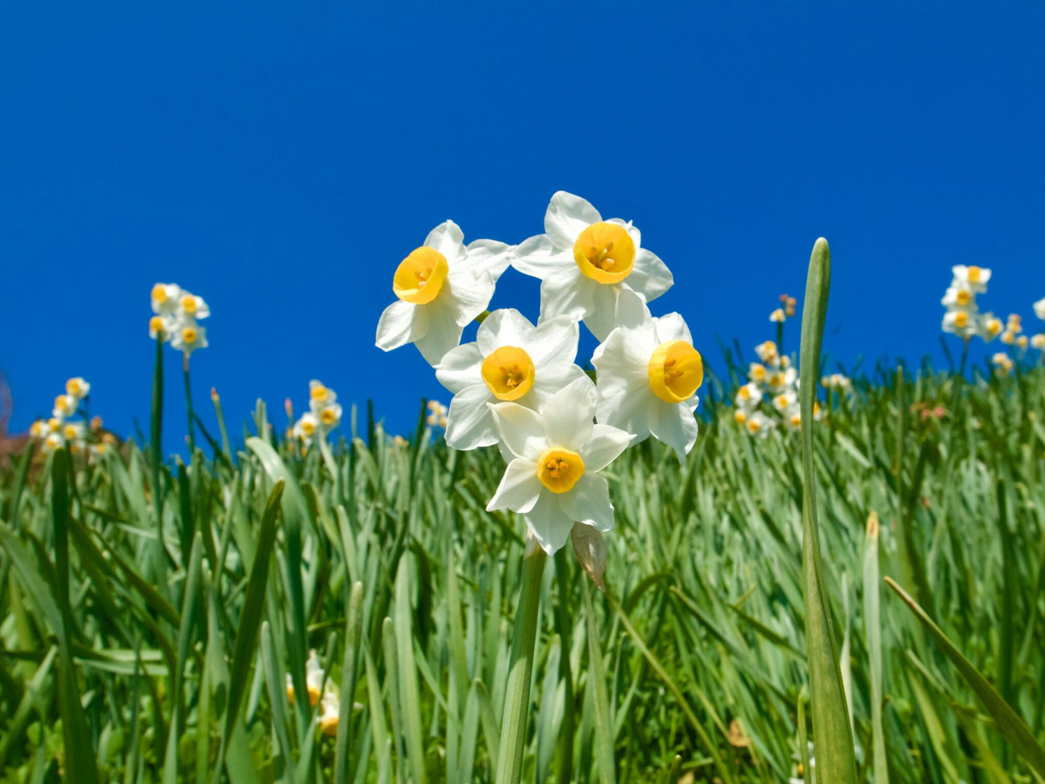 Best Plants to Grow in Spring – Unity For Equality